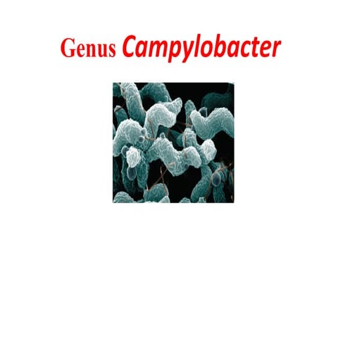 genus campylobacter jenjuni and coli for | PDF
