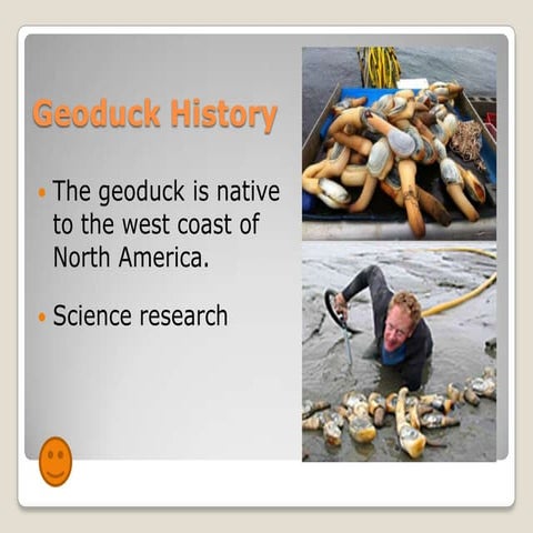 Geoduck | PPTX