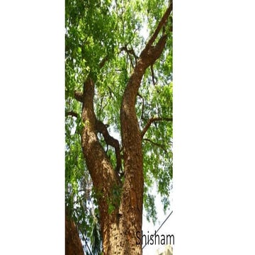 geography flora and fauna.pptx