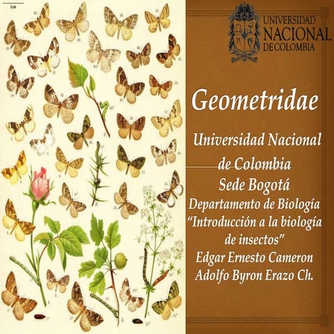 Geometridae | PPTX