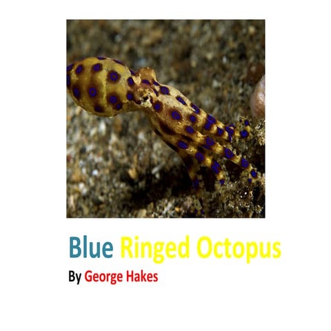 George blue ringe octopus | PPT