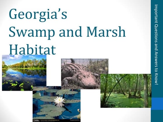 Georgia Habitats Piedmont | PPTX
