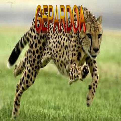GEPARDOA | PDF