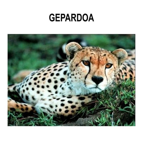Gepardoa | ODP