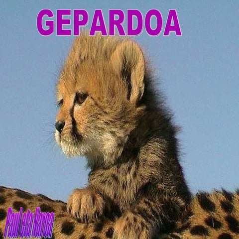 Gepardoa | PPT