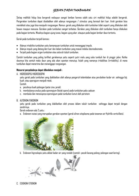 Gerak pada tumbuhan | PPT