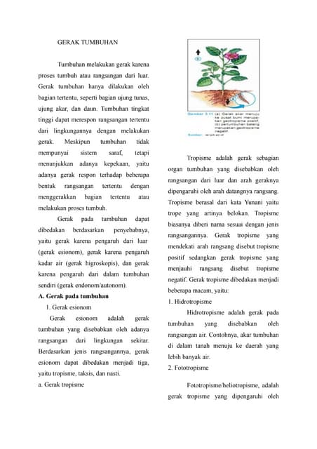 GERAK PADA TUMBUHAN SMP KELAS 8 | PDF