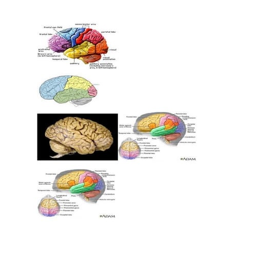 Gerald schell md | DOC | Brain and Nervous System Disorders | Diseases and Conditions