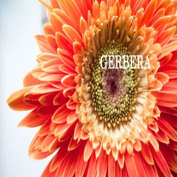 Gerbera cultivation guide | PDF