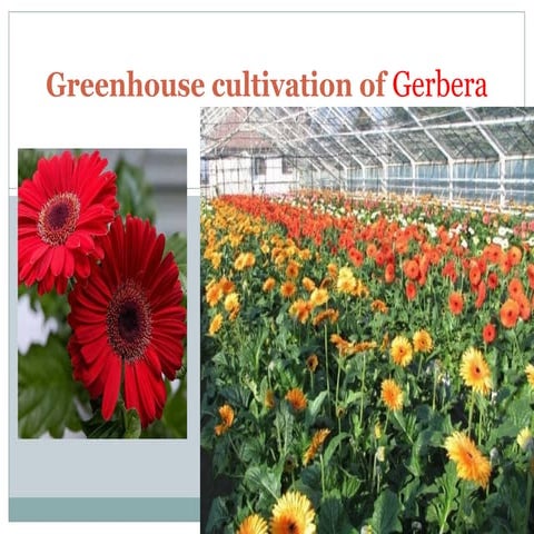 Gerbera cultivation | PPTX