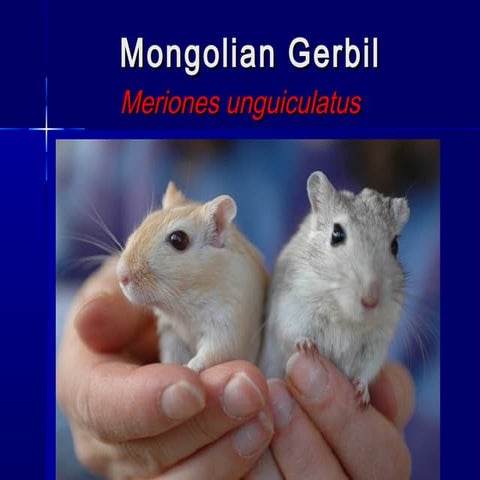 Gerbils biology anatomy and more | PPT