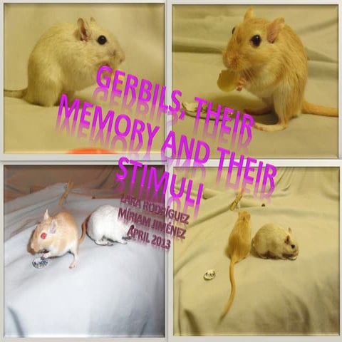 Gerbils memory stimuli | PPT
