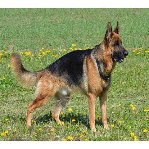 The German Shepherd: A Complete Breed Guide | PPTX