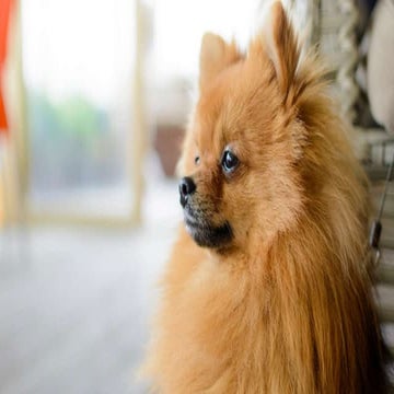 German spitz | PPT