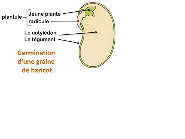 Dissection d'une graine de Haricot