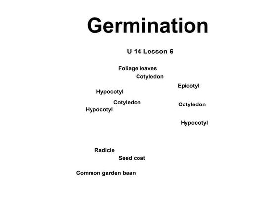 seed : structure, parts of a seed, types | PPTX | Gardening | Home & Garden
