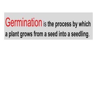 Germination of a seed for primary level.pptx
