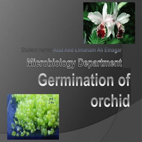 Germination of orchid | PPTX