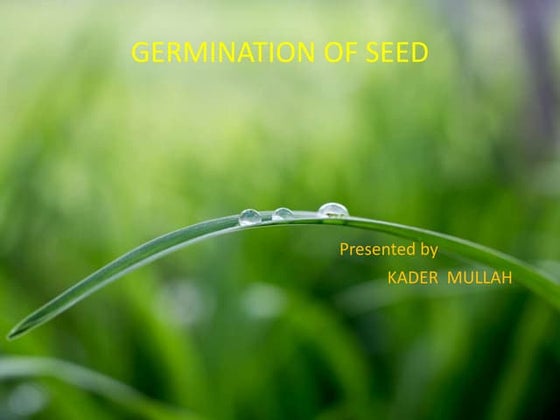 Seed germination.pptx | Gardening | Home & Garden