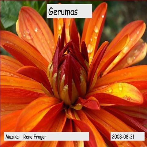 Gerumas | PPS