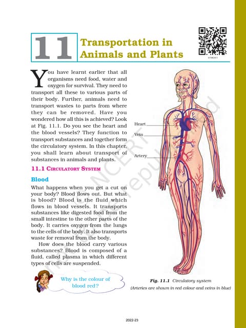 Life Sciences Gr.10 Lesson 54 Transport system Blood circulation system.pptx