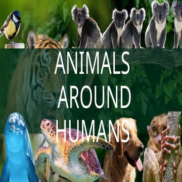 SCIENCE GRADE 2 LESSON:ANIMALS AROUND US.pptx