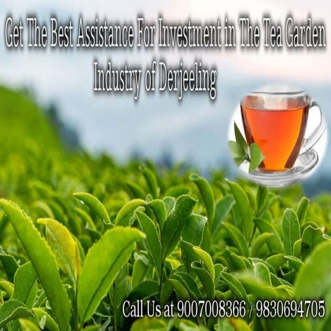 Get The Best Assistance For Investment in The Tea Garden Industry of ...