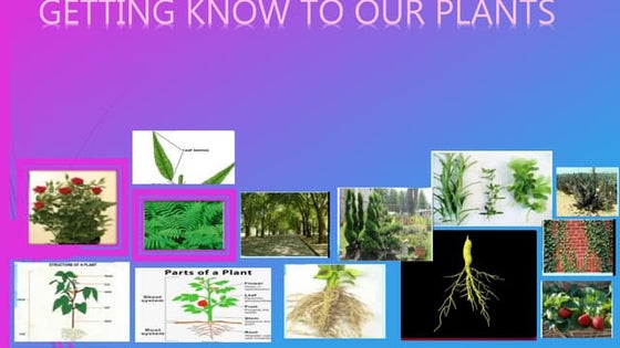 Getting to know plants | PPTX