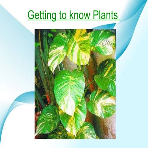 Getting to know plants | PPT