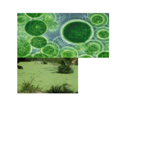 Get to know algae | PDF