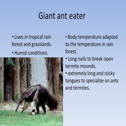 Giant ant eater hans.p | PPTX