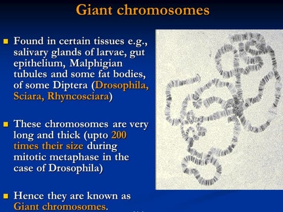 ENDOPLASMIC RETICULUM STRUCTURE AND FUNCTIONS | PPT