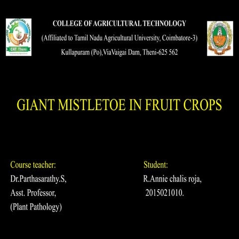 Giant mistletoe | PPT