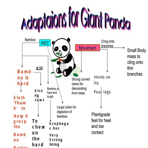 Giant panda | PPT