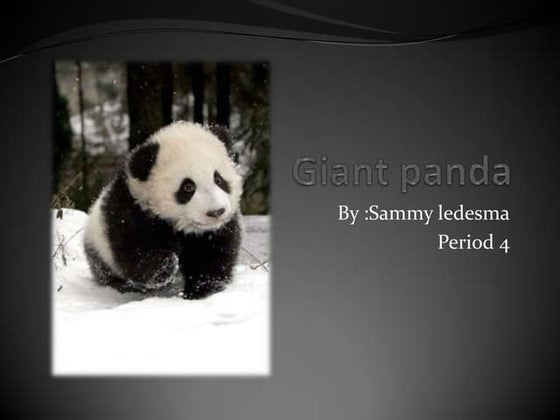 Giant panda! | PPTX | Large Animals | Pets