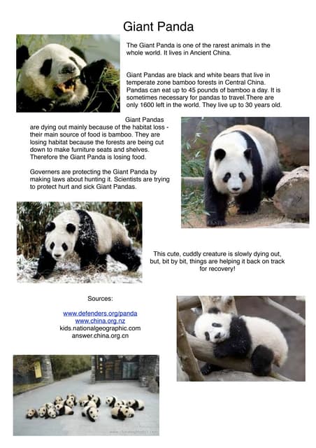 Giant Pandas | PPT
