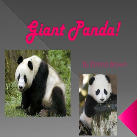 Giant panda! | PPTX