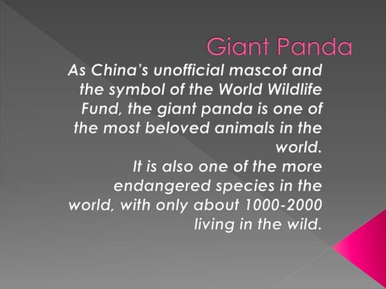 Giant panda! | PPTX | Large Animals | Pets