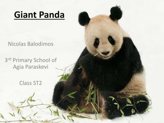 My favourite animal | PPT