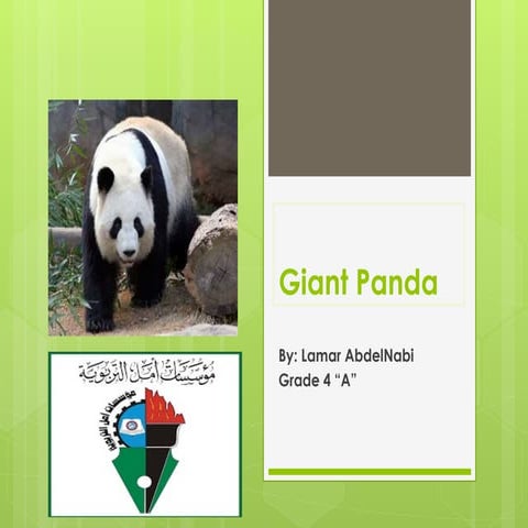 Giant Pandas presentation for grade four | PPT