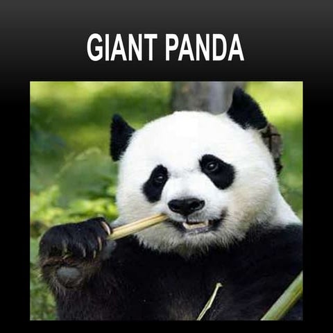 Giant panda | PPT