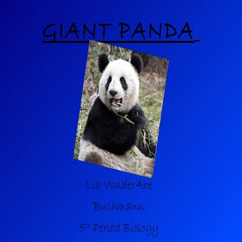 Giant panda's | PPT