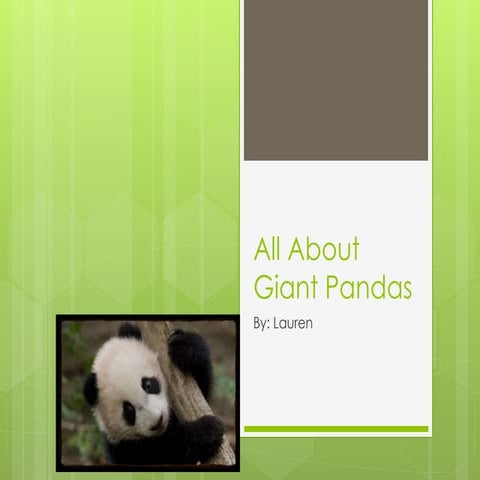 Giant Pandas | PPT