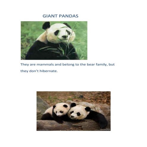 Giant pandas nueva versión | DOCX