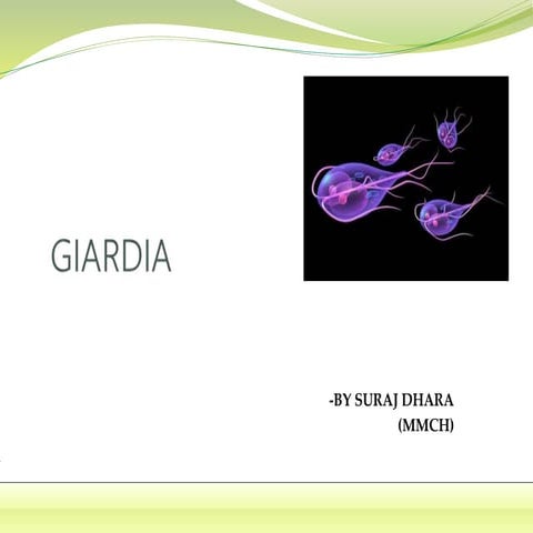 Giardia Lamblia Slide Giardia Lamblia In Colonic Biopsy Specimens