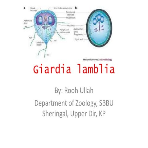 Giardia lamblia.pptx