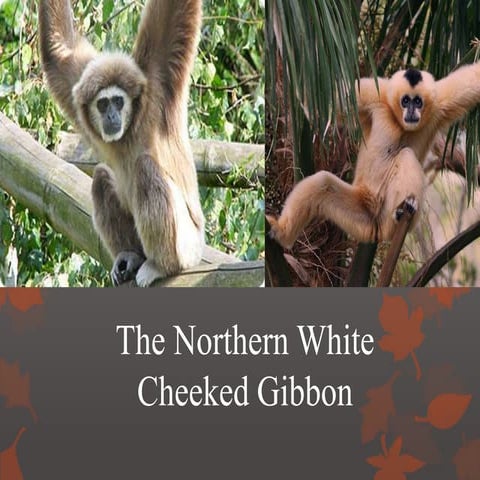 Gibbon presentation final one | PPTX
