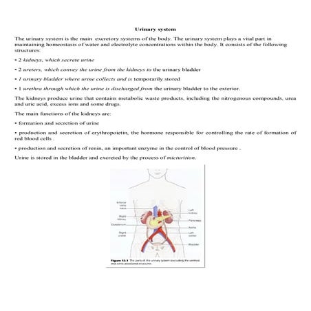 anatomy and physiology of the urinary system.pptx