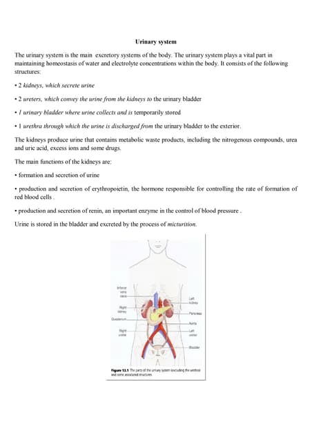 urinary system: a summary of its anatomy.pptx