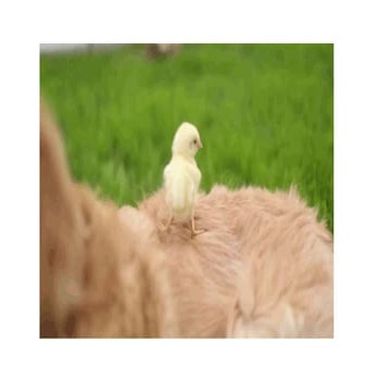 Gifs animals unit 3 | PPT